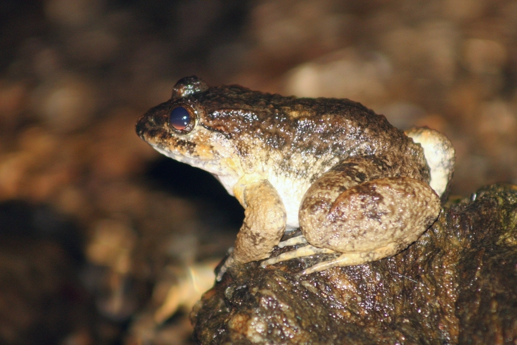 Namie's frog in July 2023 by dobbby · iNaturalist