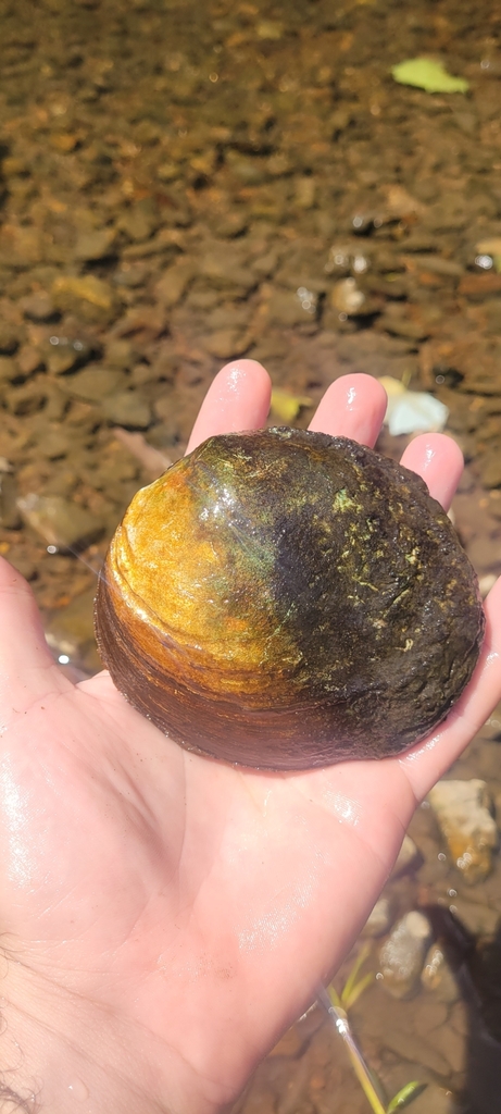 Purple Wartyback from North Benton Township, MO, USA on July 10, 2023 ...