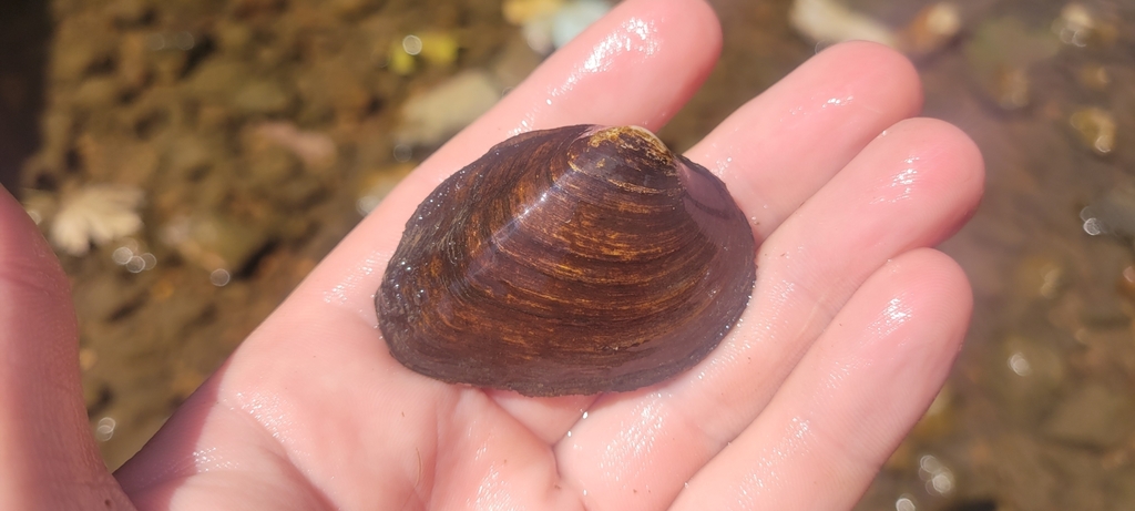 Wabash Pigtoe from North Benton Township, MO, USA on July 10, 2023 at ...