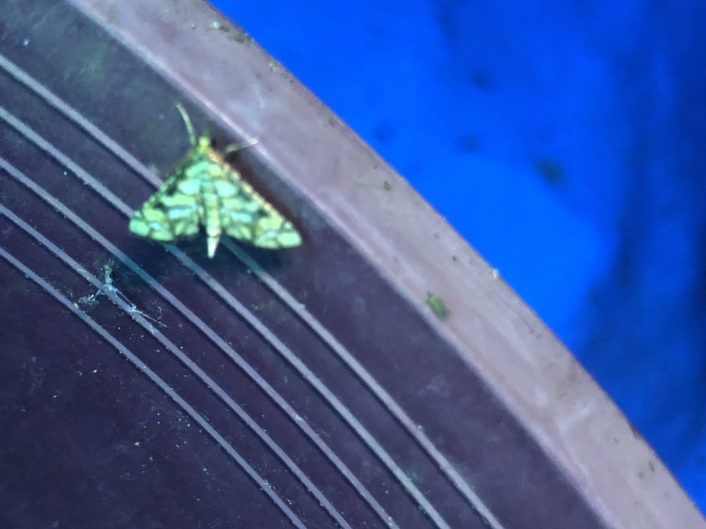 Magician Moth from Mary Cliff Rd, Dallas, TX, US on July 12, 2023 at 10 ...