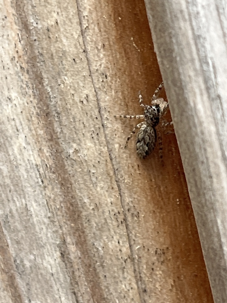 Tan Jumping Spider from S Medina Line Rd, Wadsworth, OH, US on July 8 ...