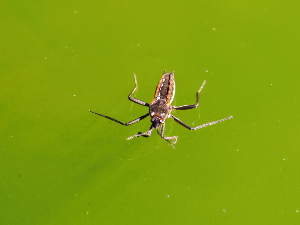 Capra's Water Cricket from Lsg-Siegen, Siegen, Nordrhein-Westfalen, DE ...