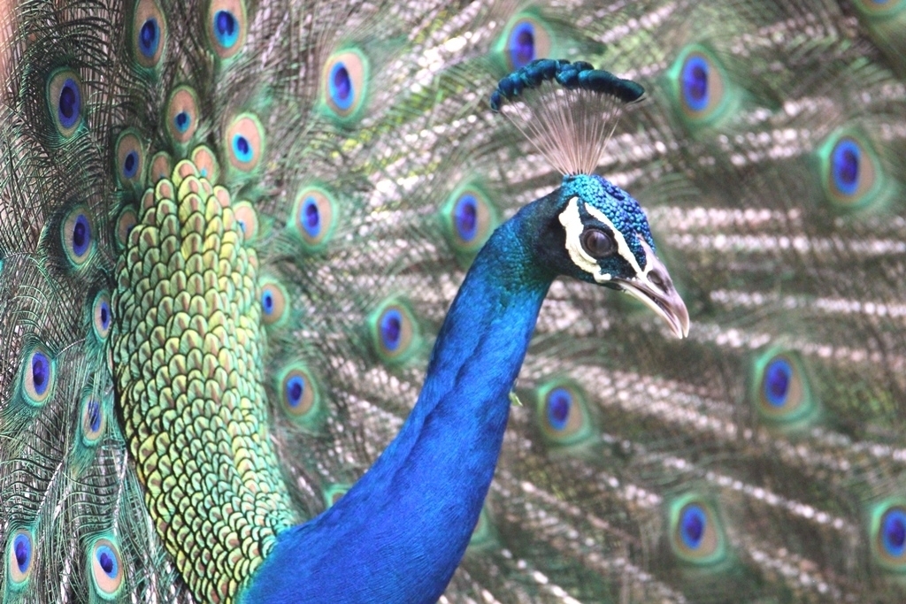 Indian Peafowl from GNFC Twp, Bharuch, Gujarat, India on July 13, 2023 ...