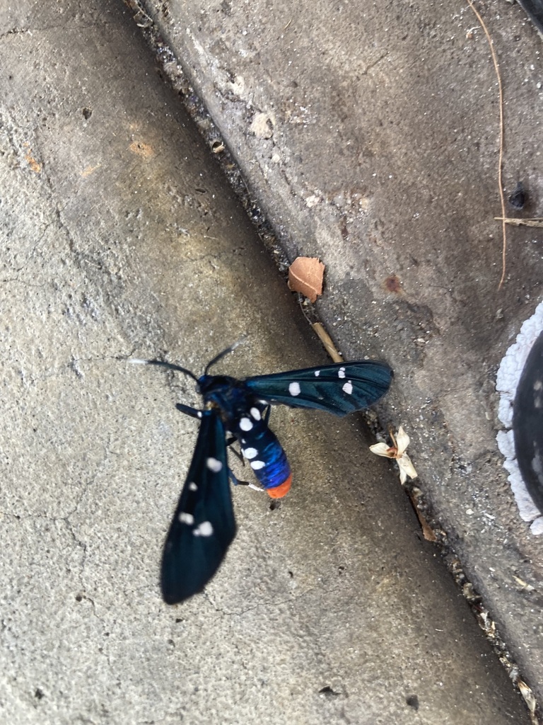 Polka-Dot Wasp Moth from Citrus Park Community, FL, USA on April 24 ...
