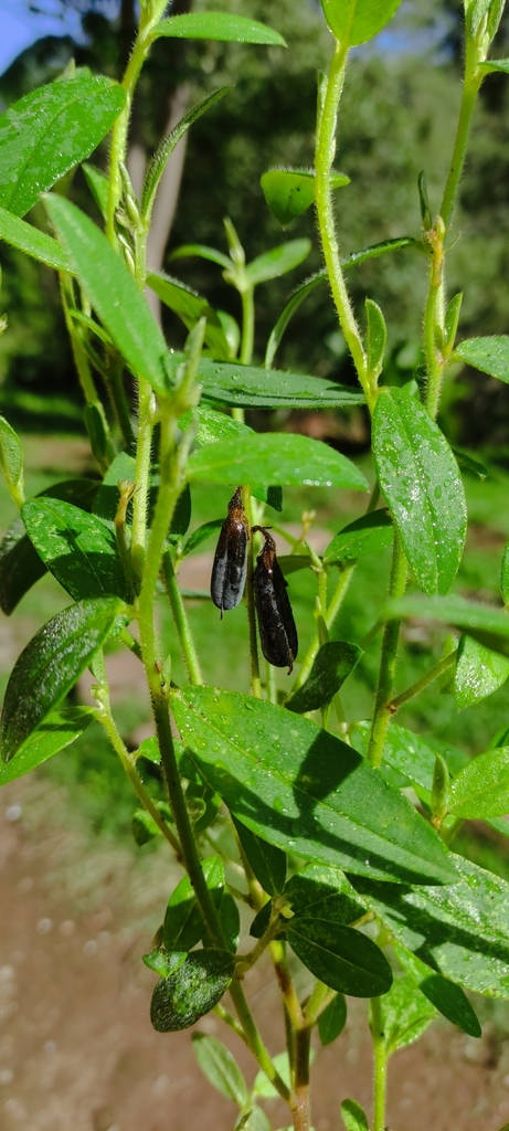 arrowhead rattlebox from WHMM+47, 52483 Chalmita, Méx., Mexico on July ...