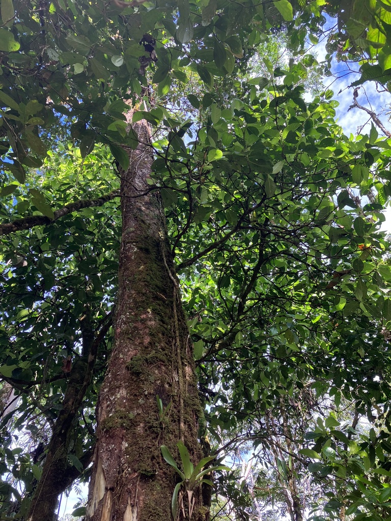 Koko Trees from Pastaza, Pastaza, EC on July 12, 2023 at 03:03 PM by ...
