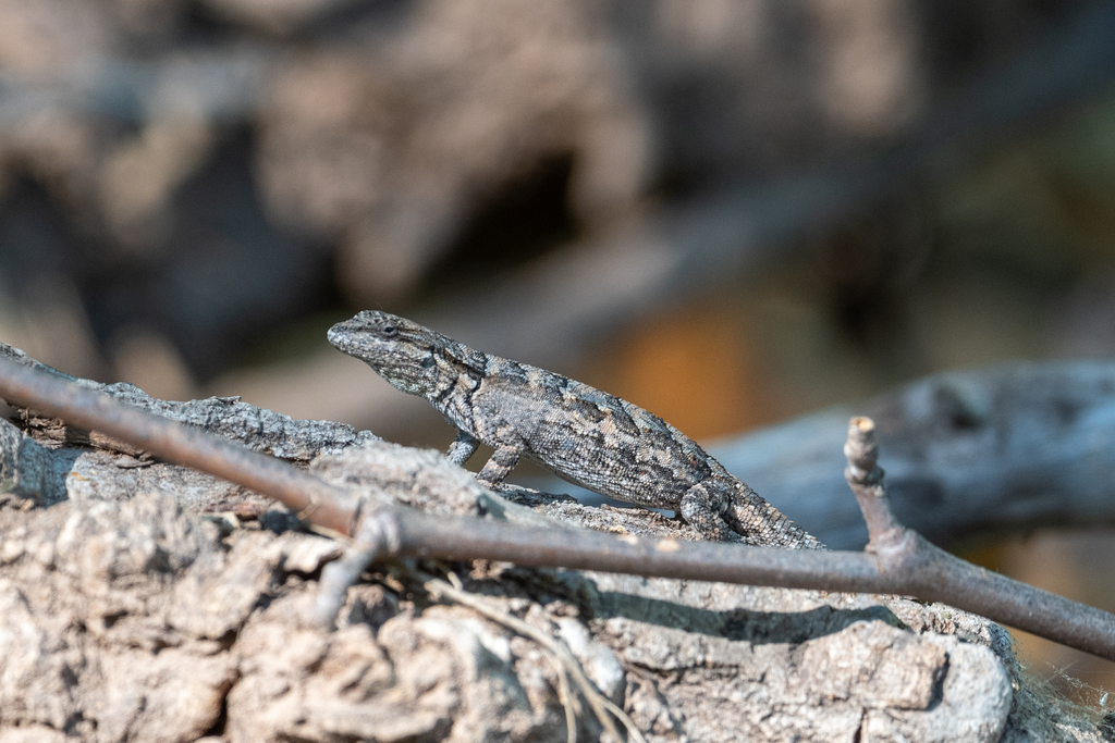 Ornate Tree Lizard from 400 Patagonia Lake Rd, Nogales, AZ 85621 on ...