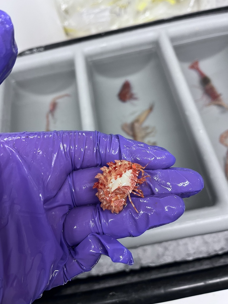 Epimeria from Southern Ocean, AQ on April 20, 2023 at 02:04 PM by ...