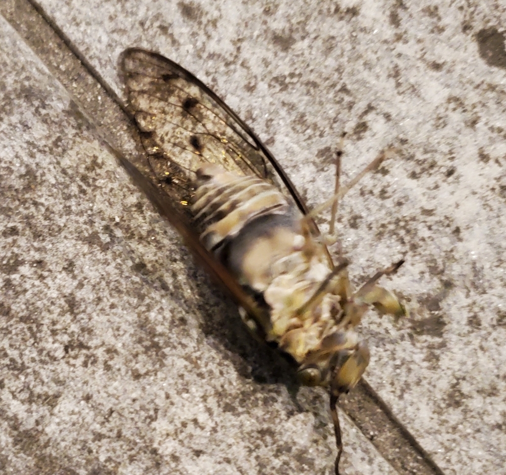 Robust Cicada in July 2023 by Luke Knutson · iNaturalist