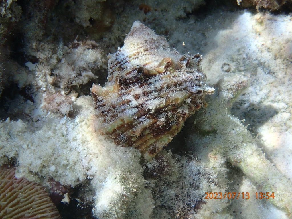 silver-mouth turban from Maldives on July 13, 2023 at 01:54 PM by Amir ...