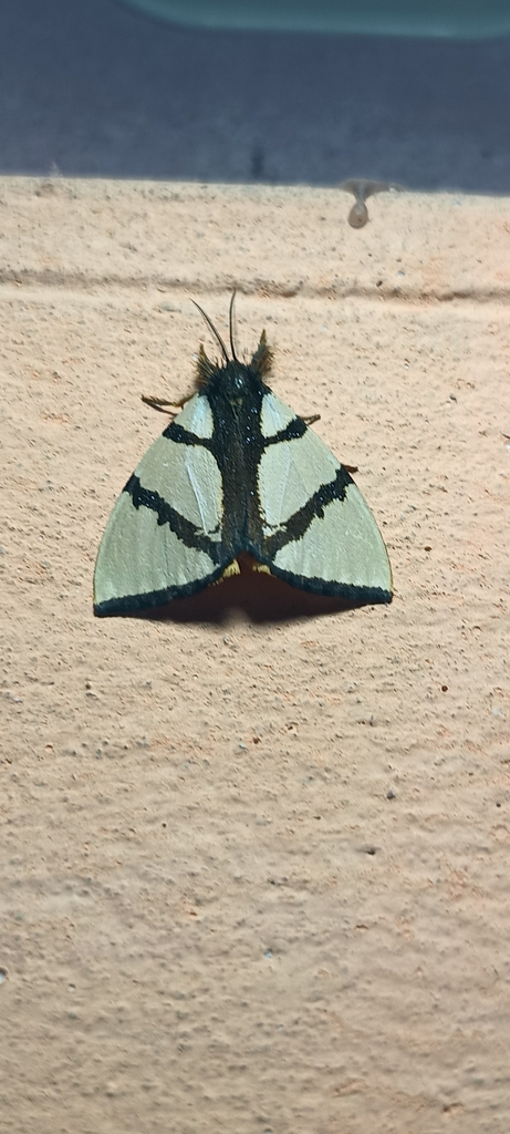 Numenes siletti from MPPR+4R9, Irongmara, Assam 788011, India on July ...