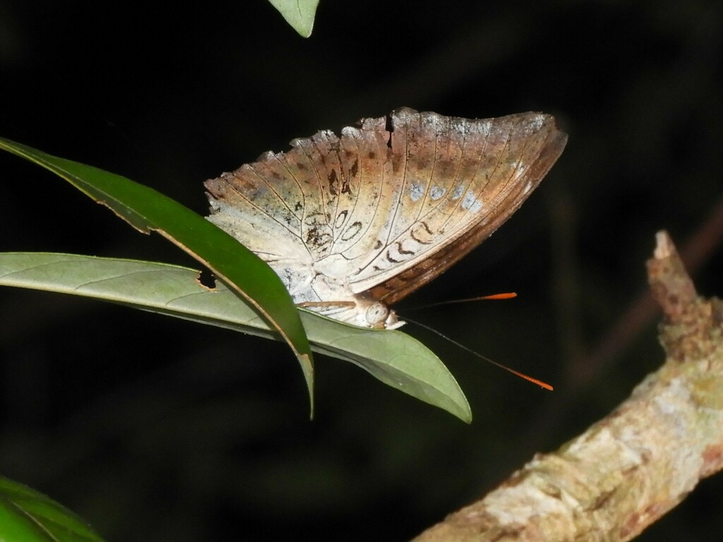 Common Baron from Lo Wai, Hong Kong on July 12, 2023 at 08:12 PM by ...