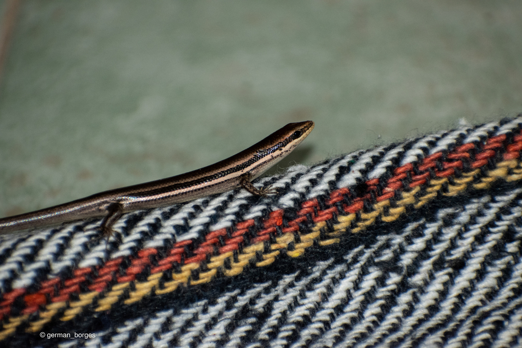 Mayan Skink from Tizimín, Yuc., México on July 9, 2023 at 12:51 PM by ...