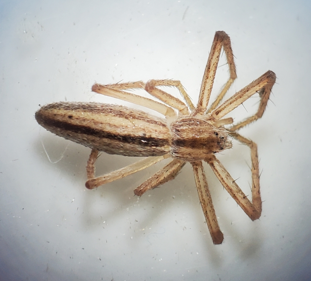 Oblong Running Spider from Lucas County on July 13, 2023 at 12:22 PM by ...