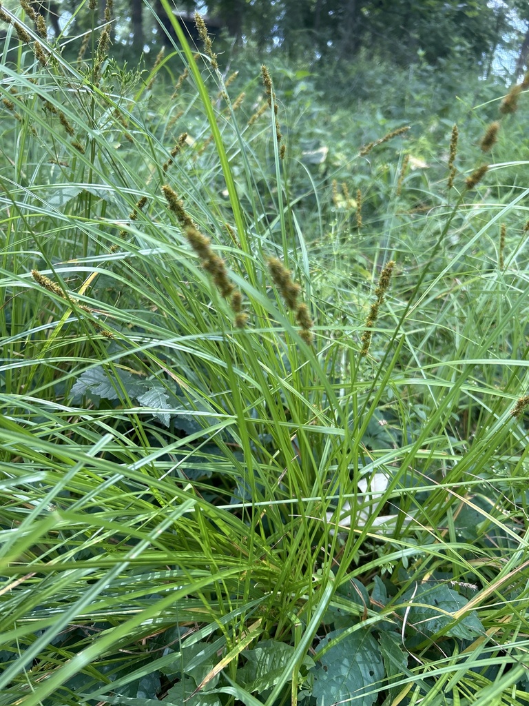 fox sedge from Walnut Rd, Grinnell, IA, US on July 13, 2023 at 11:27 AM ...