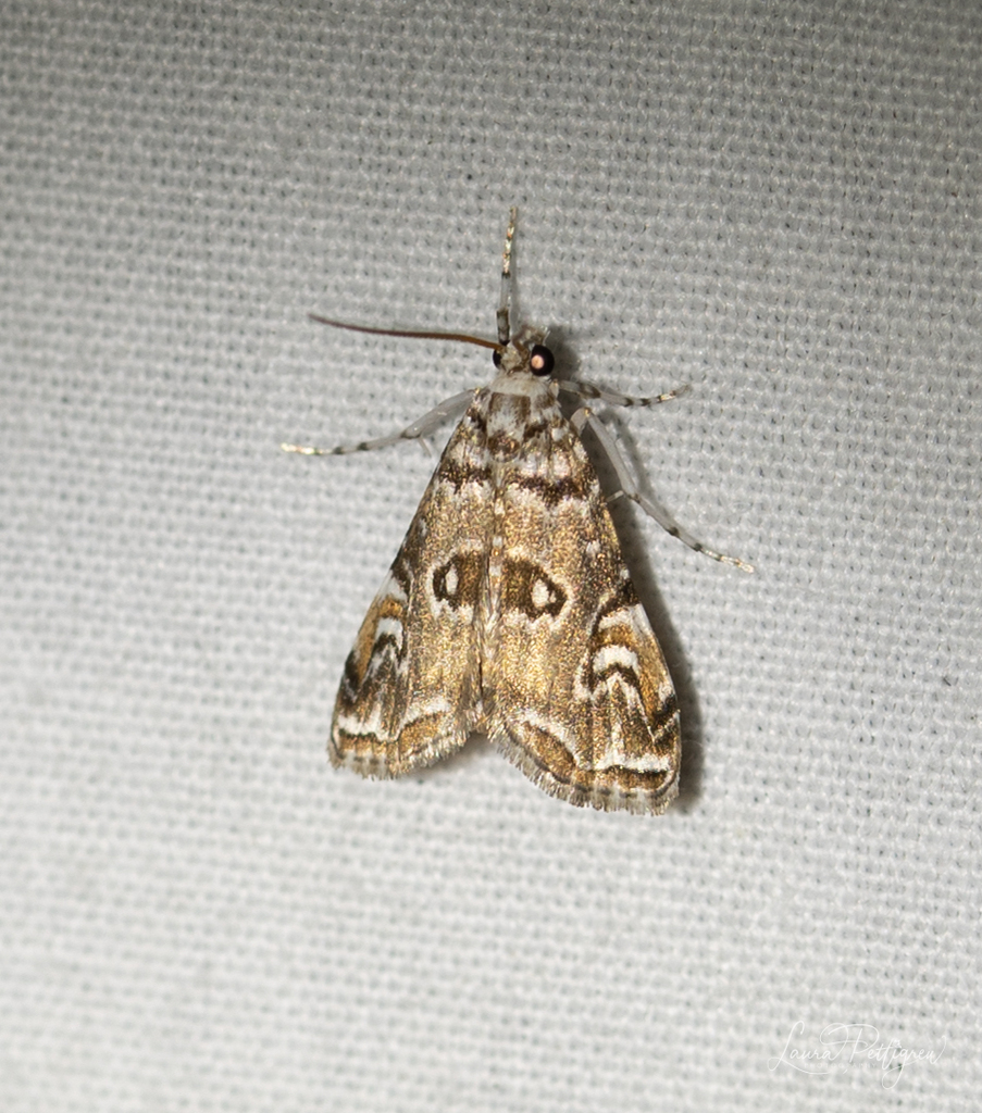 Elophila from Poland, IN 47868 on July 12, 2023 at 11:56 PM by Laura L ...