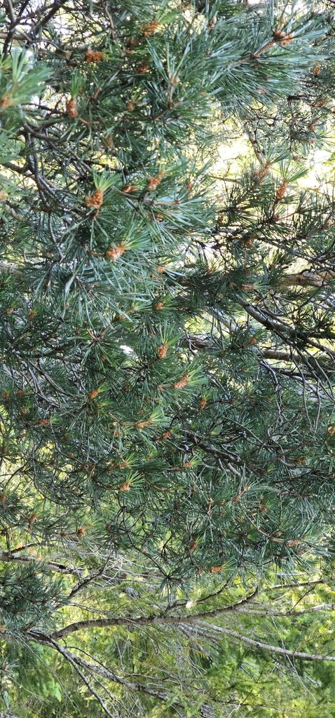 Shore Pine from Mason County, US-WA, US on July 13, 2023 at 10:07 AM by ...
