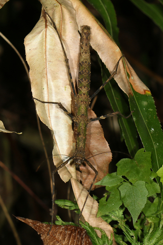 Genus Menexenus · iNaturalist United Kingdom