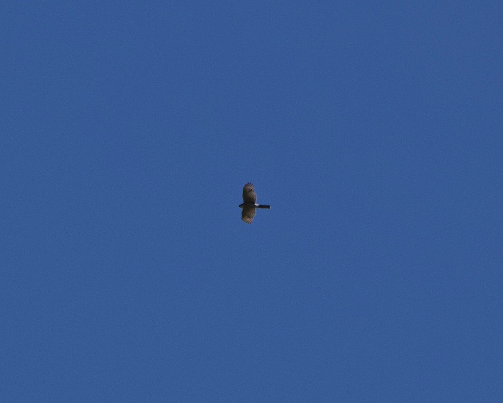 Sharp-shinned Hawk from Sandy, UT, USA on July 13, 2023 at 12:58 PM by ...