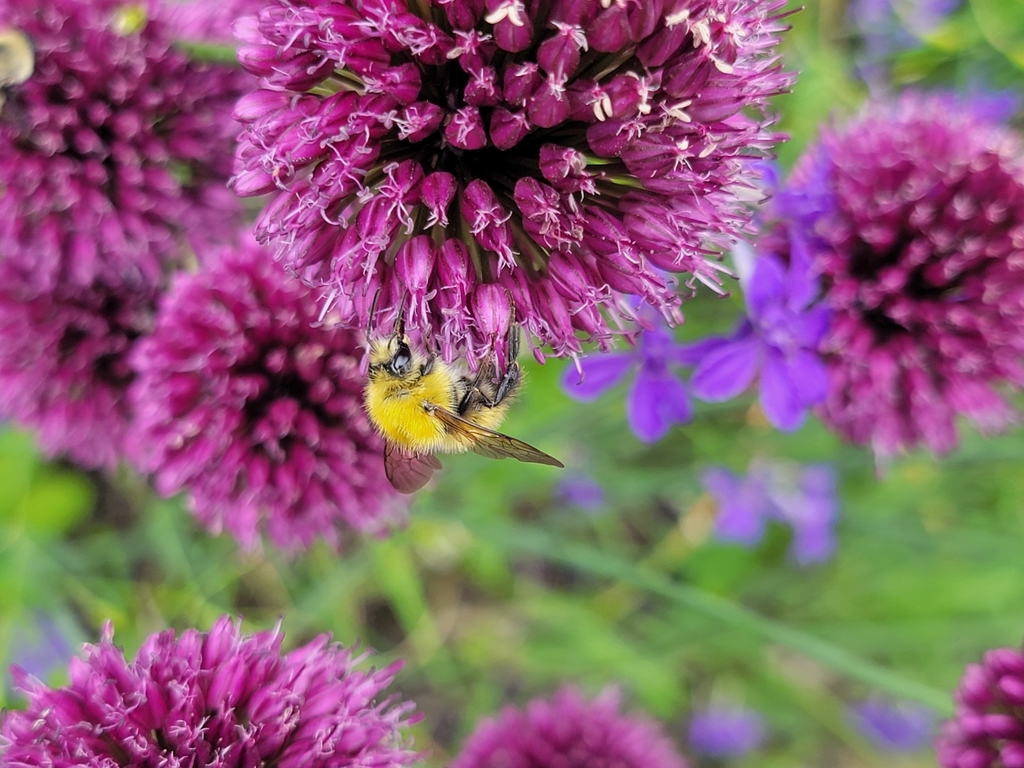 Perplexing Bumble Bee from Worcester County, US-MA, US on July 13, 2023 ...