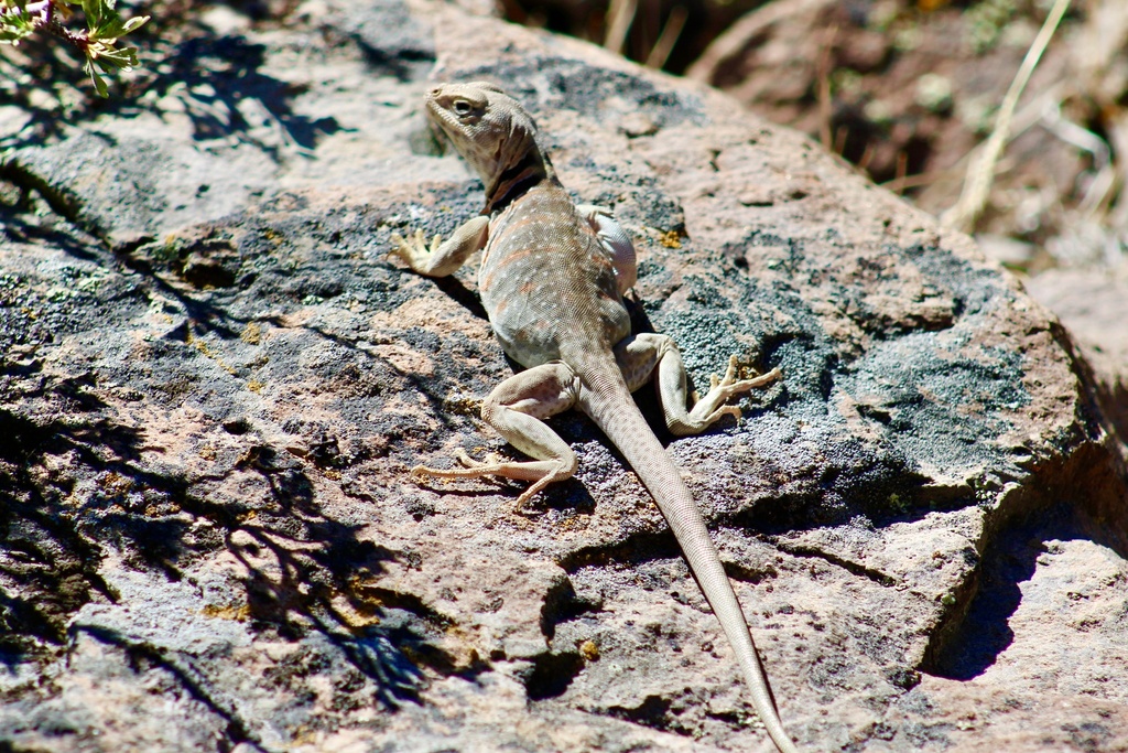 Desert Collared Lizard from Sparks, NV, US on July 13, 2023 at 10:39 AM ...