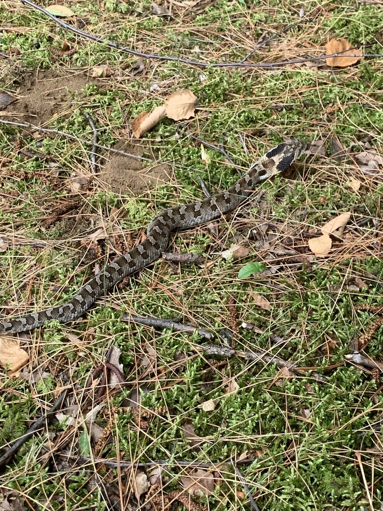 Eastern Hognose Snake from Seefeld Rd, Weyauwega, WI, US on July 13 ...