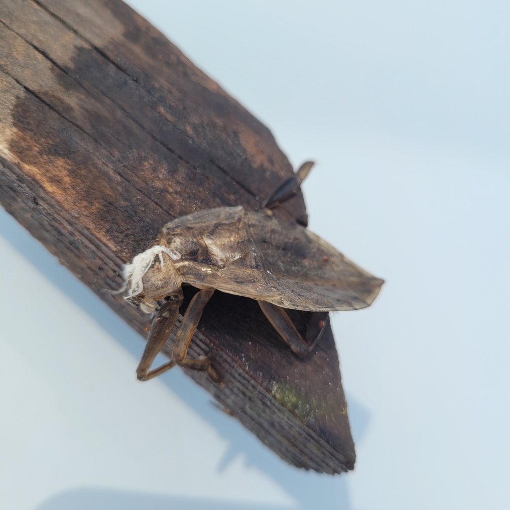 American Giant Water Bug from Tumuli Township, MN, USA on July 13, 2023 ...