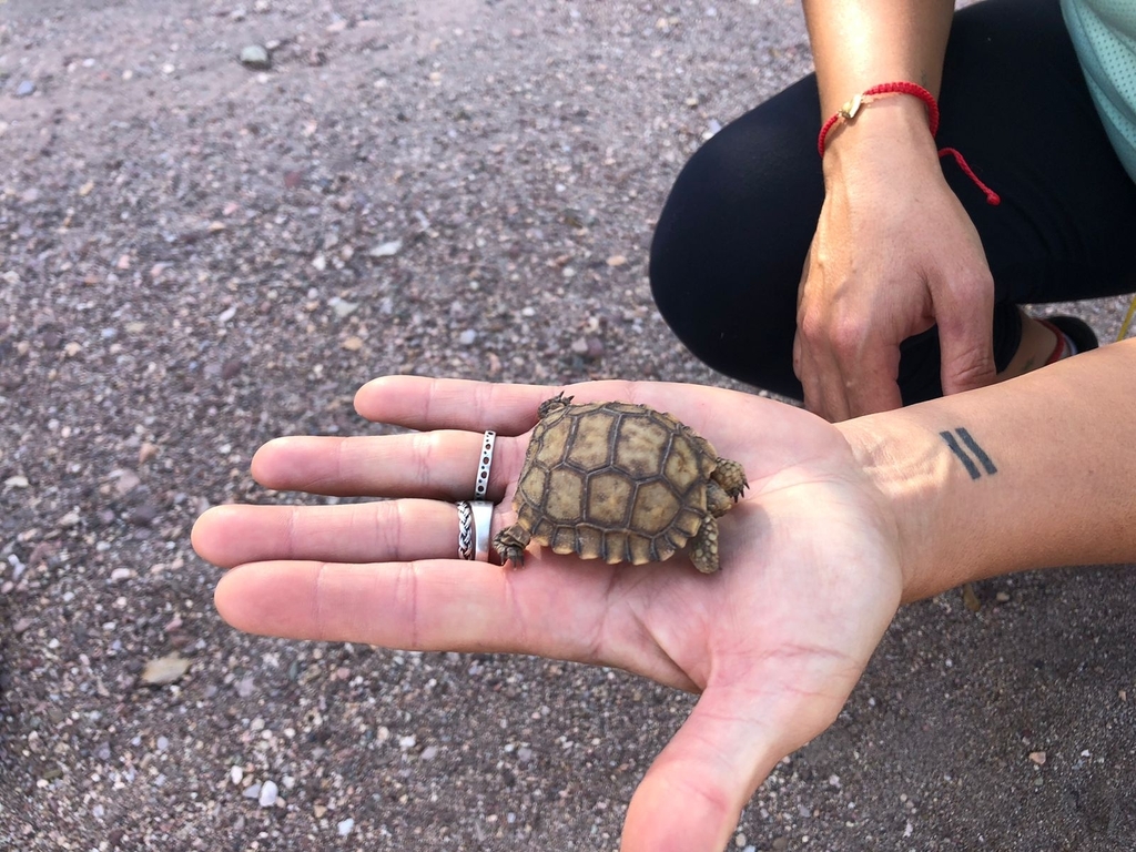 Chaco Tortoise in June 2023 by Iara Safronchik · iNaturalist