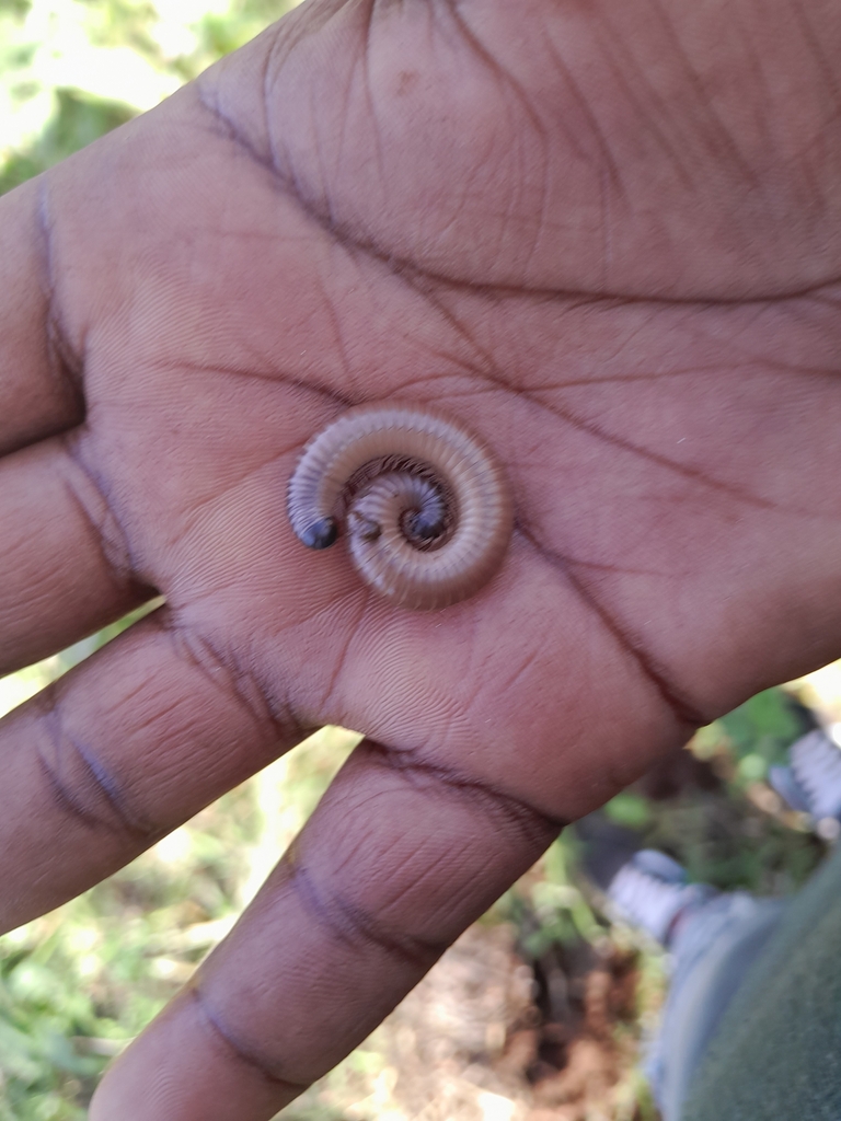 Smokey Oak Millipede from Phiring on July 3, 2023 at 12:16 PM by Craise ...