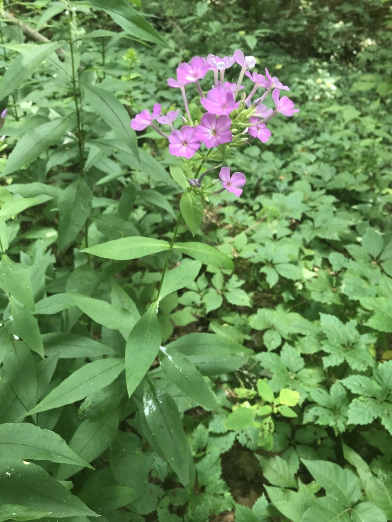 fall phlox from Farbach-Werner Nature Preserve, Cincinnati, OH, US on ...