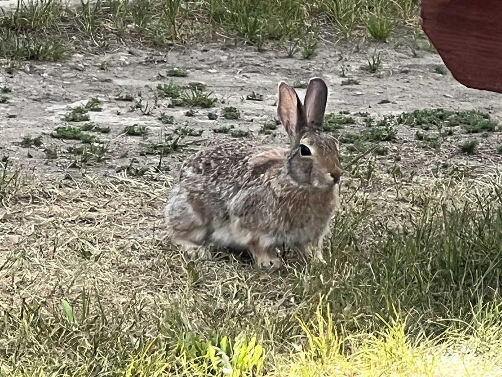 Mountain Cottontail from W Second St, Leadville, CO, US on July 12 ...