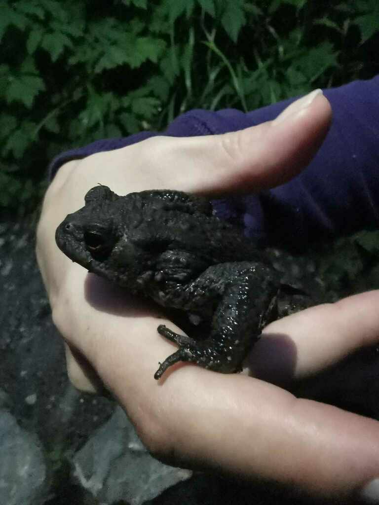 True Toads by Jozef Lacko · iNaturalist