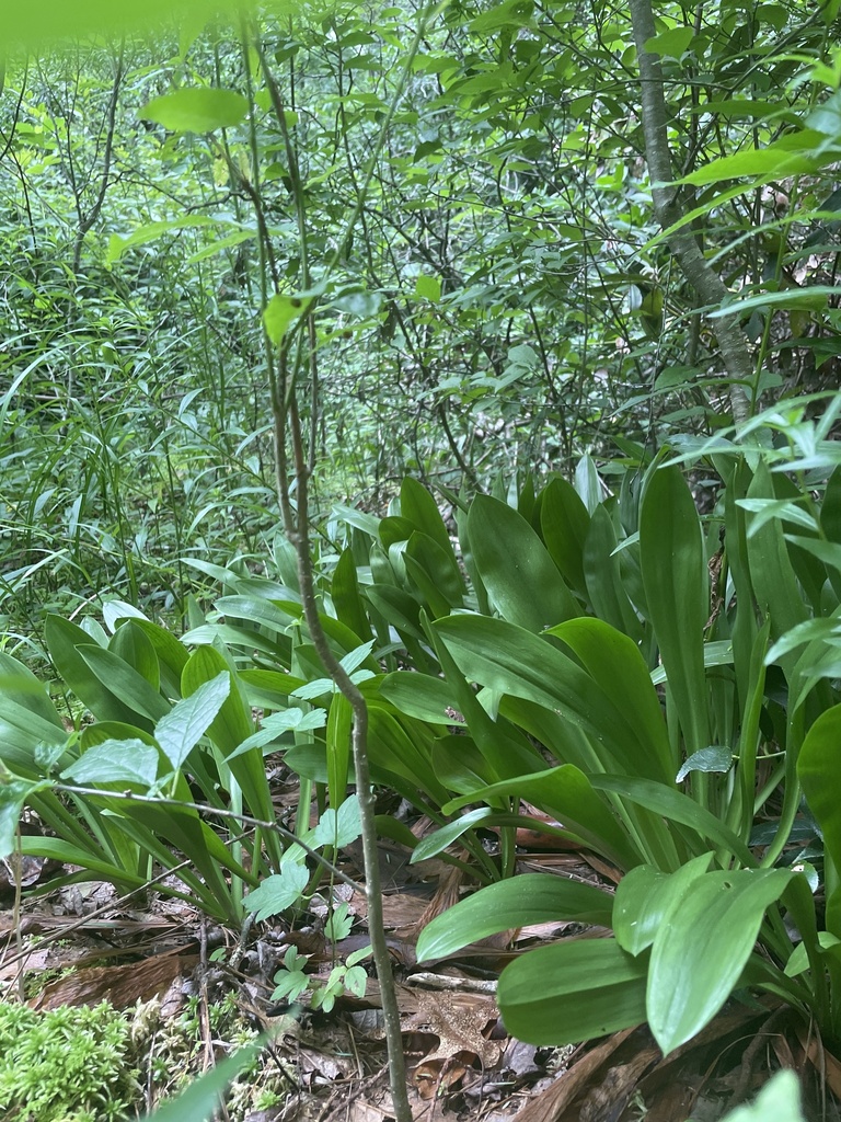 swamp pink in July 2023 by Laura Bermudez-castro. Mountain bog ...