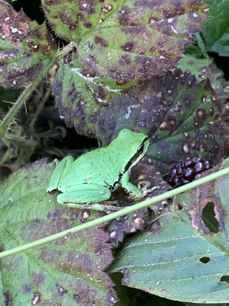 Northern Pacific Tree Frog from Hiller Park, McKinleyville, CA, US on ...