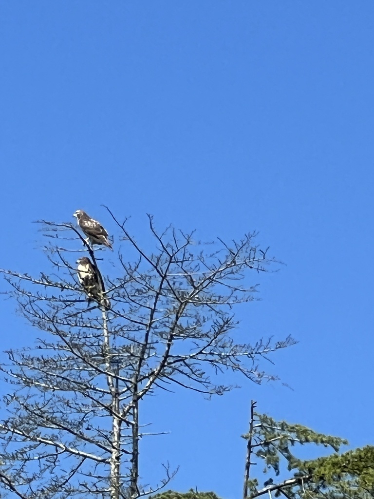 Red-tailed Hawk from Ashbury Rd, Williamsburg, VA, US on July 12, 2023 ...