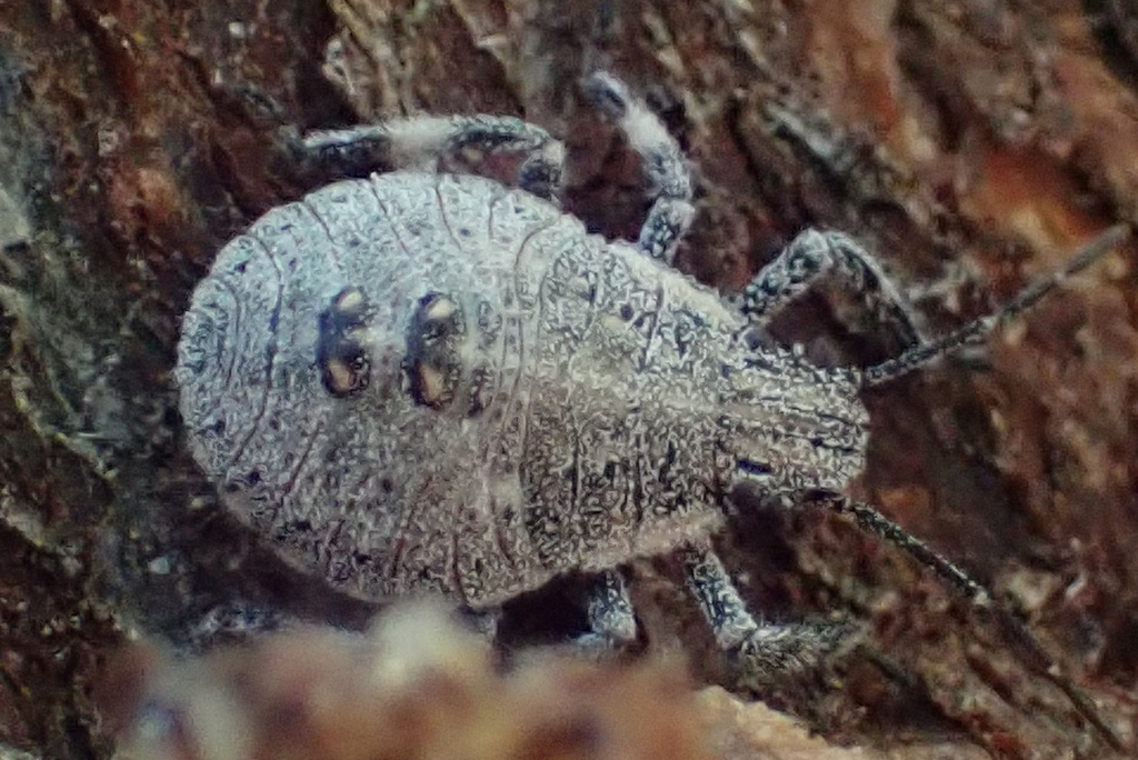 Rough Stink Bugs from 1200 W South Mountain Ave, Phoenix, AZ 85041 on ...