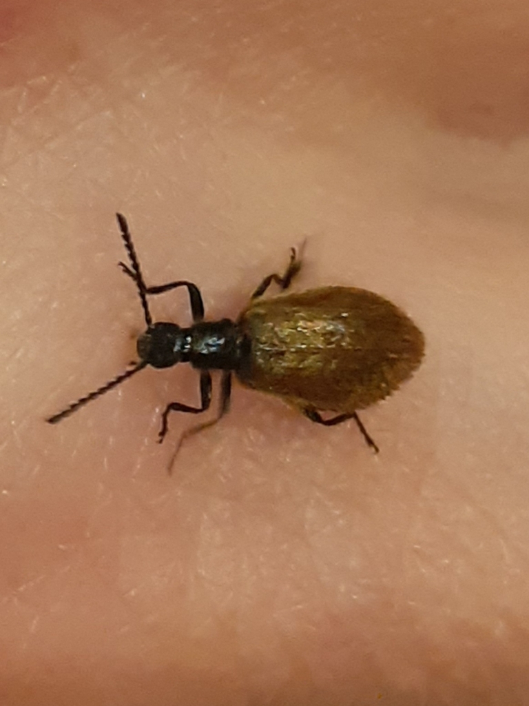 Rough-Haired Lagria Beetle from LS16 7EE on July 13, 2023 at 11:08 PM ...