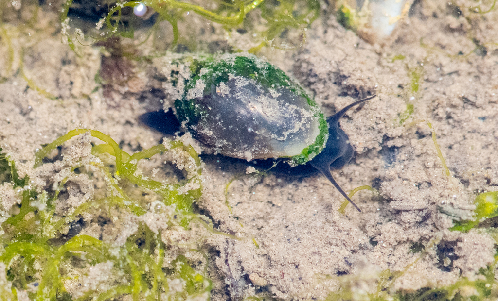 Acute Bladder Snail from Eastern Malibu, Malibu, CA, USA on July 11 ...