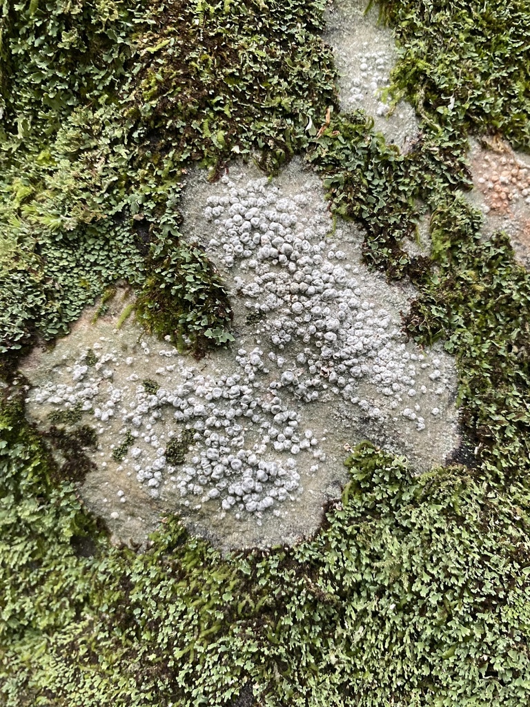 Rock Wart Lichen from Tishomingo State Park, Dennis, MS, US on July 12 ...