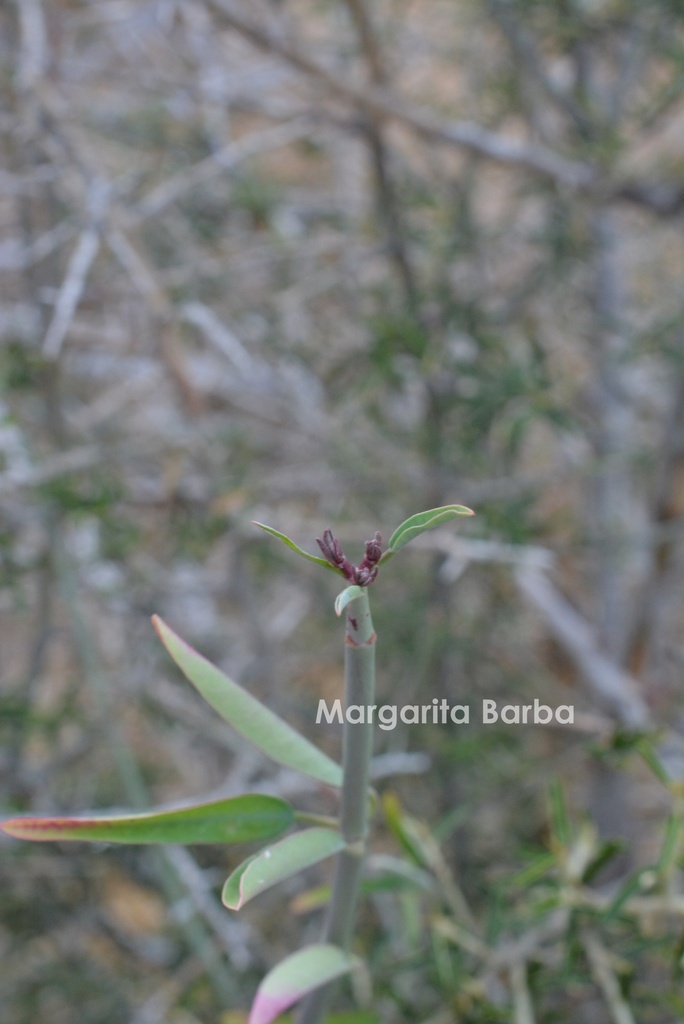 Baja Spurge from La Paz, B.C.S., México on January 17, 2015 at 05:43 PM ...