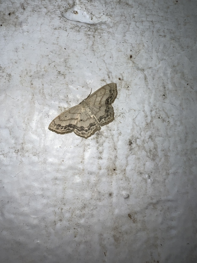Large Lace-border Moth in July 2023 by Kyle Klotz · iNaturalist