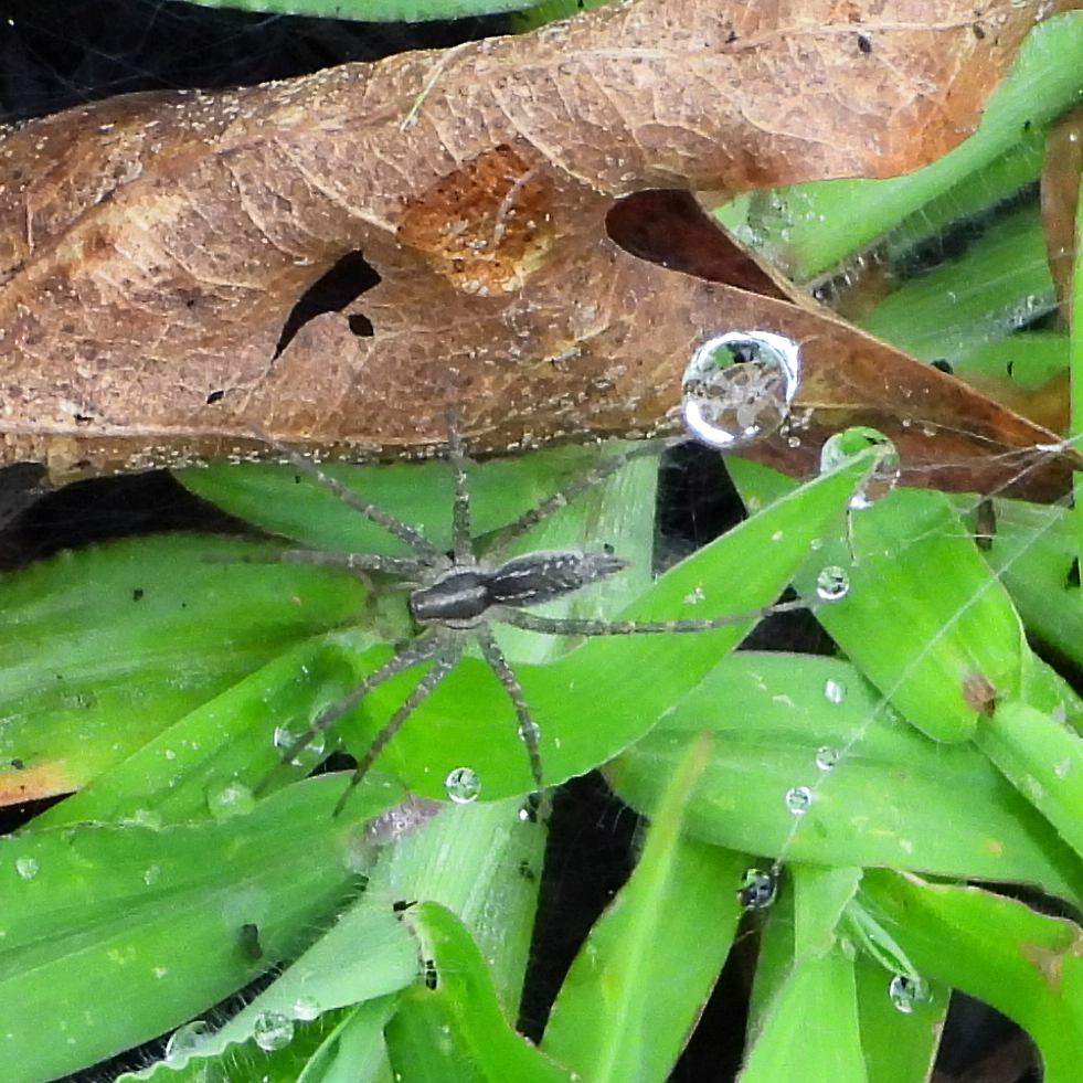 Grass Spiders from 1005 Abbe Rd N, Elyria, OH 44035 on July 13, 2023 at ...