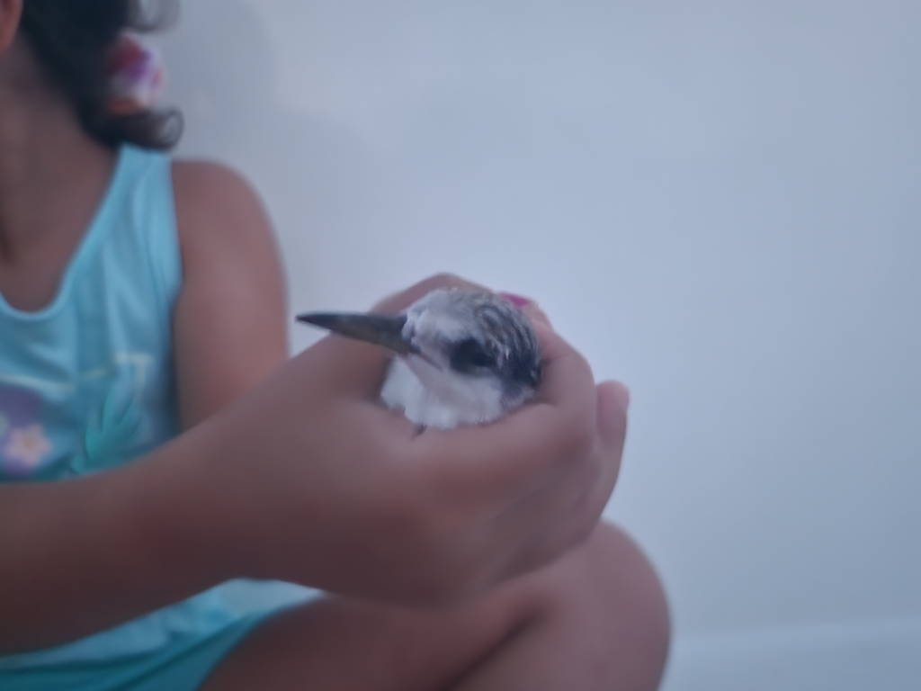 Least Tern in July 2023 by Mathew Guerra · iNaturalist