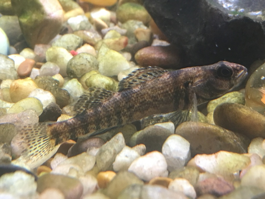 Mud darter from Grant Parish, LA, USA on November 25, 2018 at 05:04 AM ...
