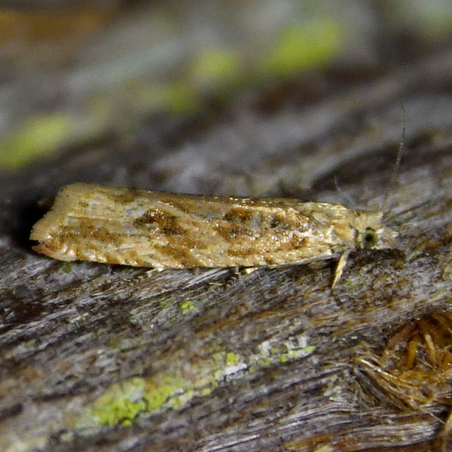 Mottled Marble from Coffin Point, Ladysmith, BC, Canada on July 13 ...