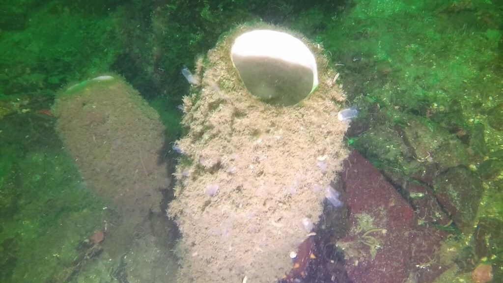 Round-Lipped Boot Sponge from Nanaimo, BC, Canada on July 2, 2023 at 11 ...