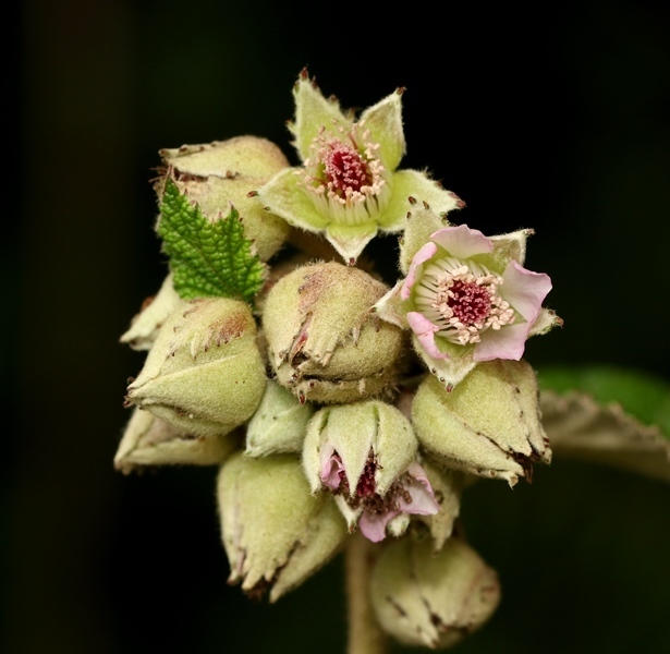 keriberry from Sri Lanka on July 10, 2023 at 12:40 PM by Nuwan ...