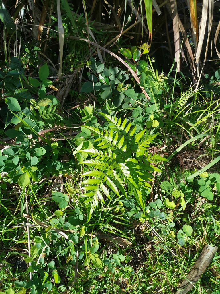 giant hare's foot fern in June 2023 by waynehung · iNaturalist