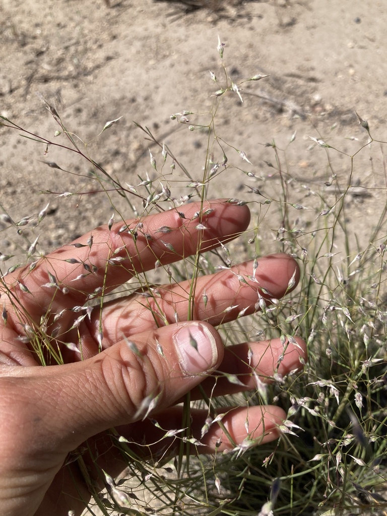 Sand Ricegrass from Mammoth Lakes, CA, US on July 13, 2023 at 10:23 AM ...
