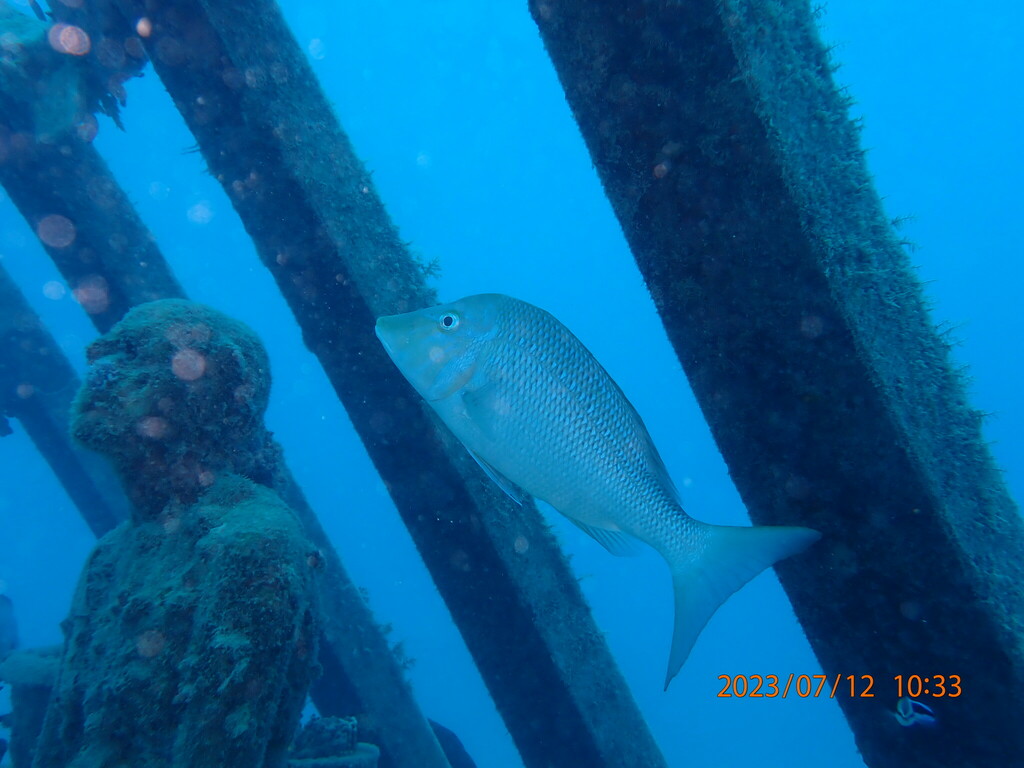 Spangled Emperor from Hinchinbrook, QLD, Australia on July 12, 2023 at ...